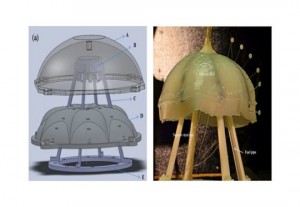 Robojelly gera energia imitando movimentos da água-viva – Matéria Incógnita